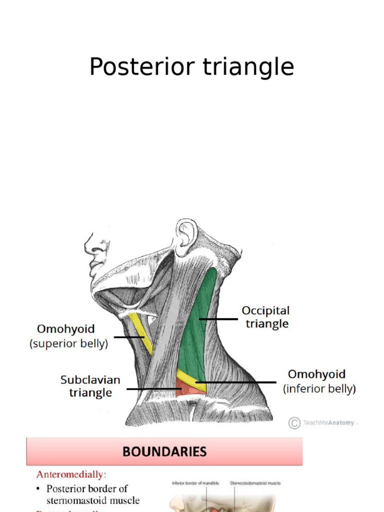 Posterior triangle | PDF | Neck | Angiology