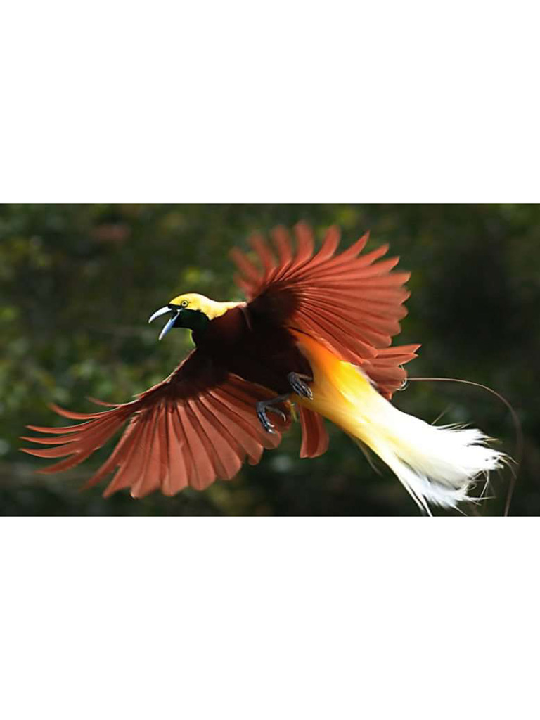 Burung Cendrawasih | PDF