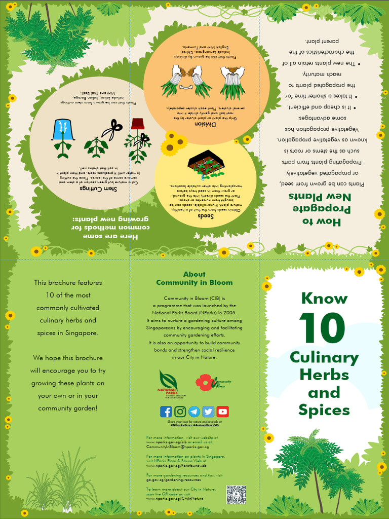 Know 10 Culinary Herbs and Spices (Printable) - 230601 - 131233 | PDF ...