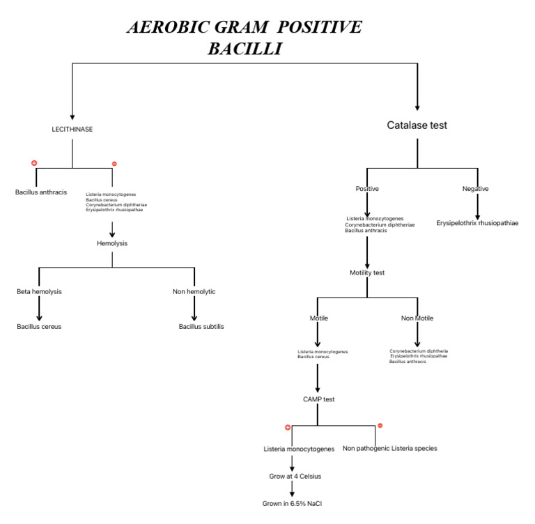 Finals Aerobic Gram Positive Bacilli | PDF