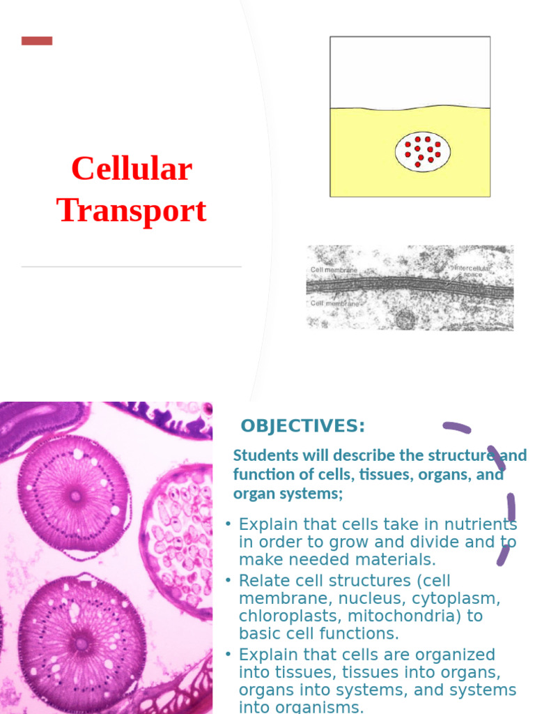 Cell Transport Powerpoint 2 | PDF | Cell Membrane | Osmosis
