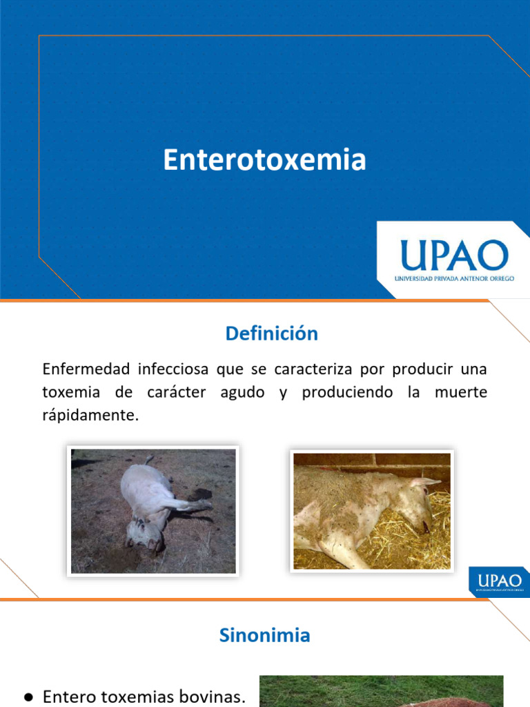 Enterotoxemia en Ganado Joven | PDF | Diarrea | Medicina CLINICA