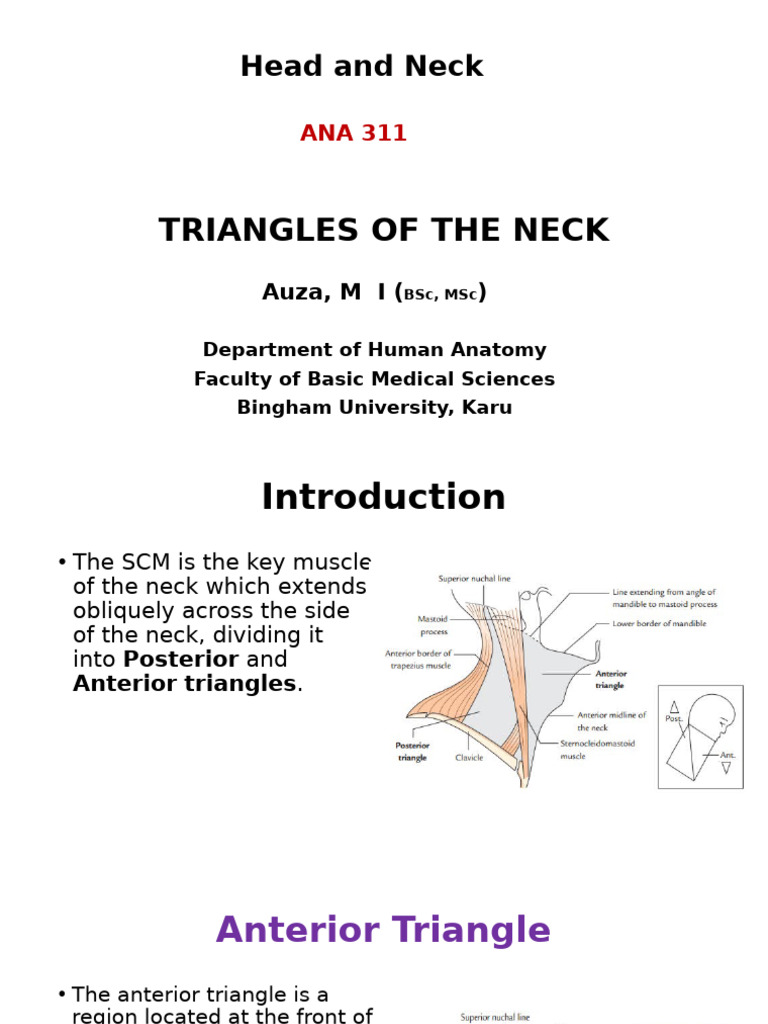 Triangles of The Neck | PDF | Neck | Common Carotid Artery