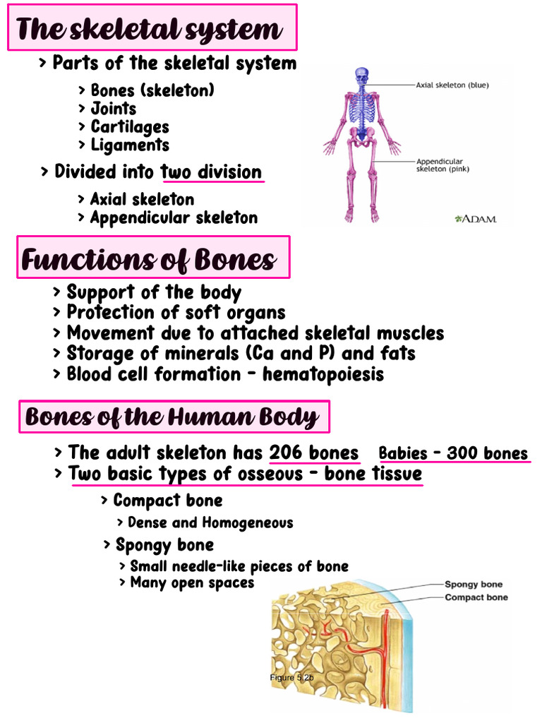 Skeletal System | PDF | Bone | Skeleton