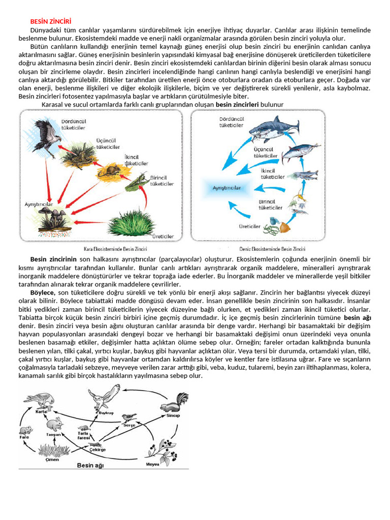 Hafta CANLILARDA BESLENME - MADDE DÖNGÜLERİ | PDF