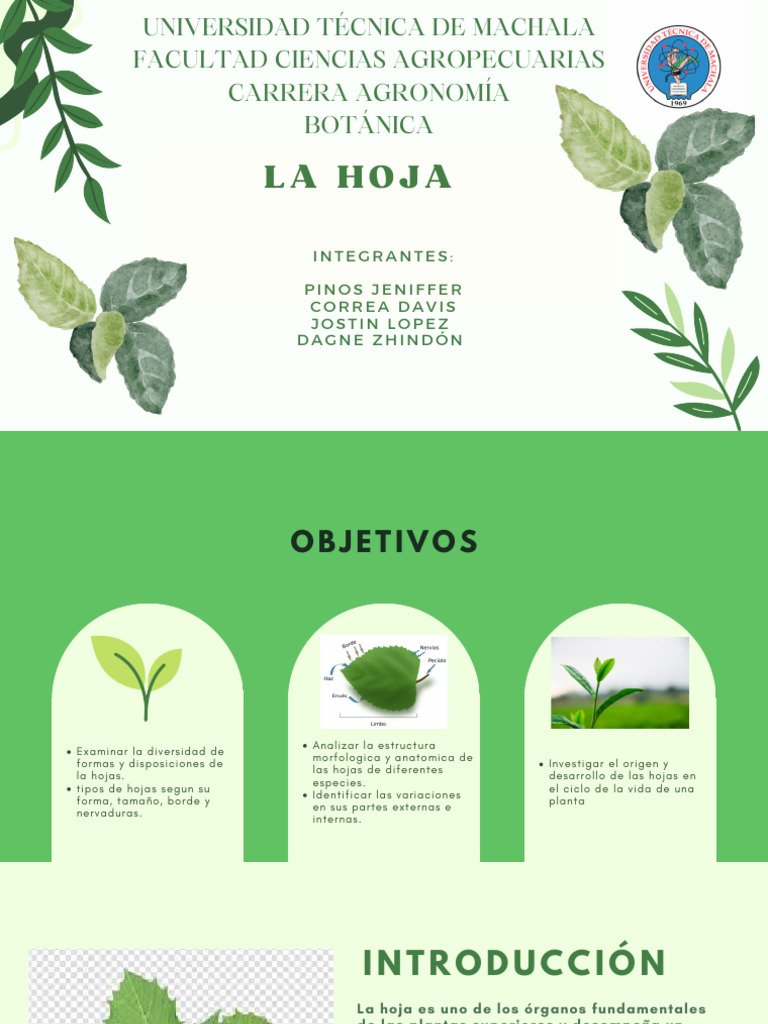 Estructura y Clasificación de Hojas | PDF | Hoja | Tallo de la planta