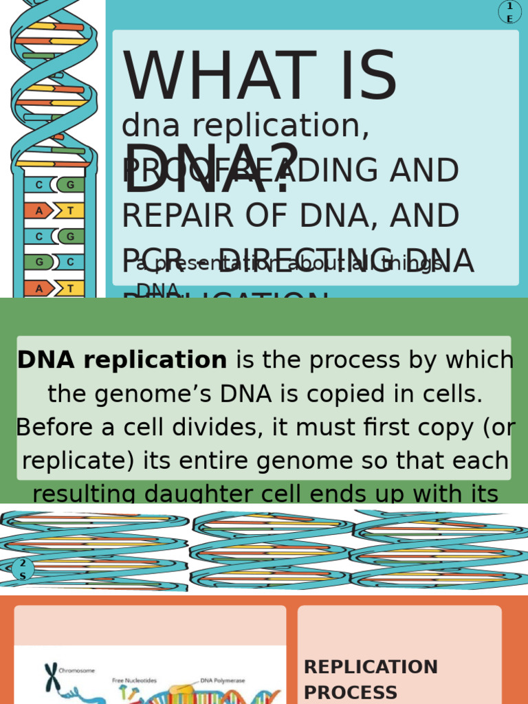 Group 4 - DNA Replication, Proofread and Repair, And PCR | PDF ...