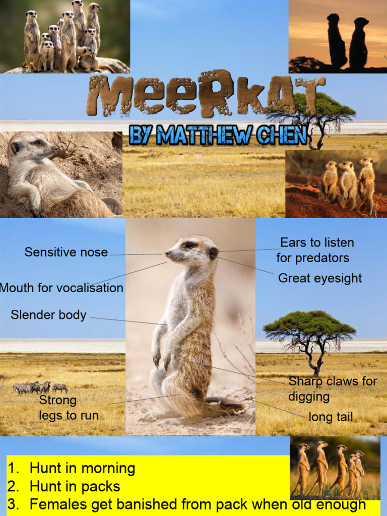 Meerkats- project day | PDF