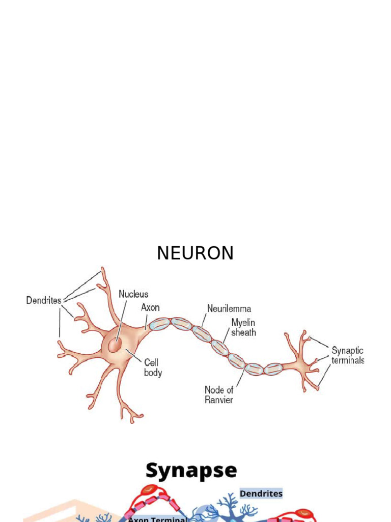 Anatomy of The Ns | PDF