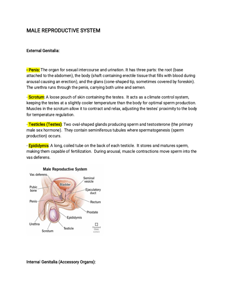 Inbound 7581078554880671939 | PDF | Menstrual Cycle | Testicle