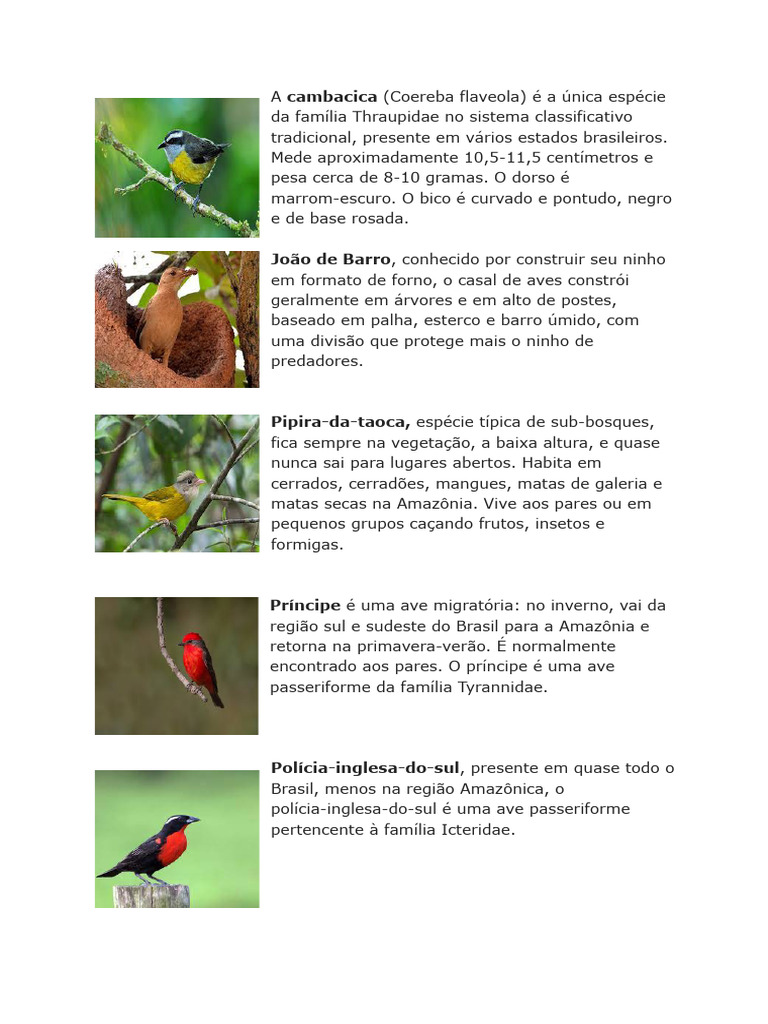 12 Aves Nativas+25 Arvores | PDF | Árvores | Aves