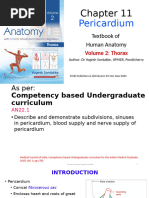 Anatomy of the Penile Raphe | PDF | Genitourinary System | Mammal ...
