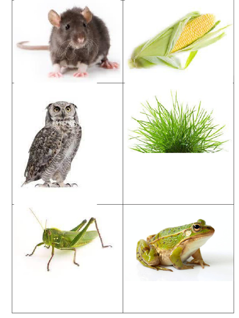 Jo Food Chains | PDF