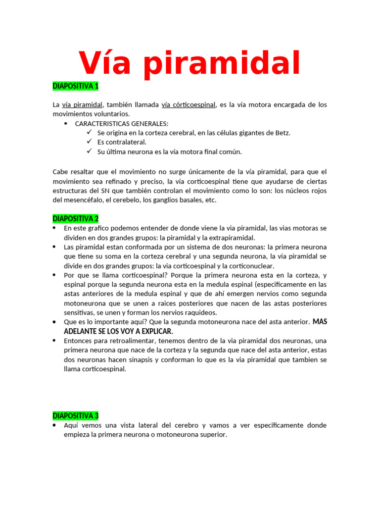 Anatomía y Función de la Vía Piramidal | PDF | Anatomía humana ...