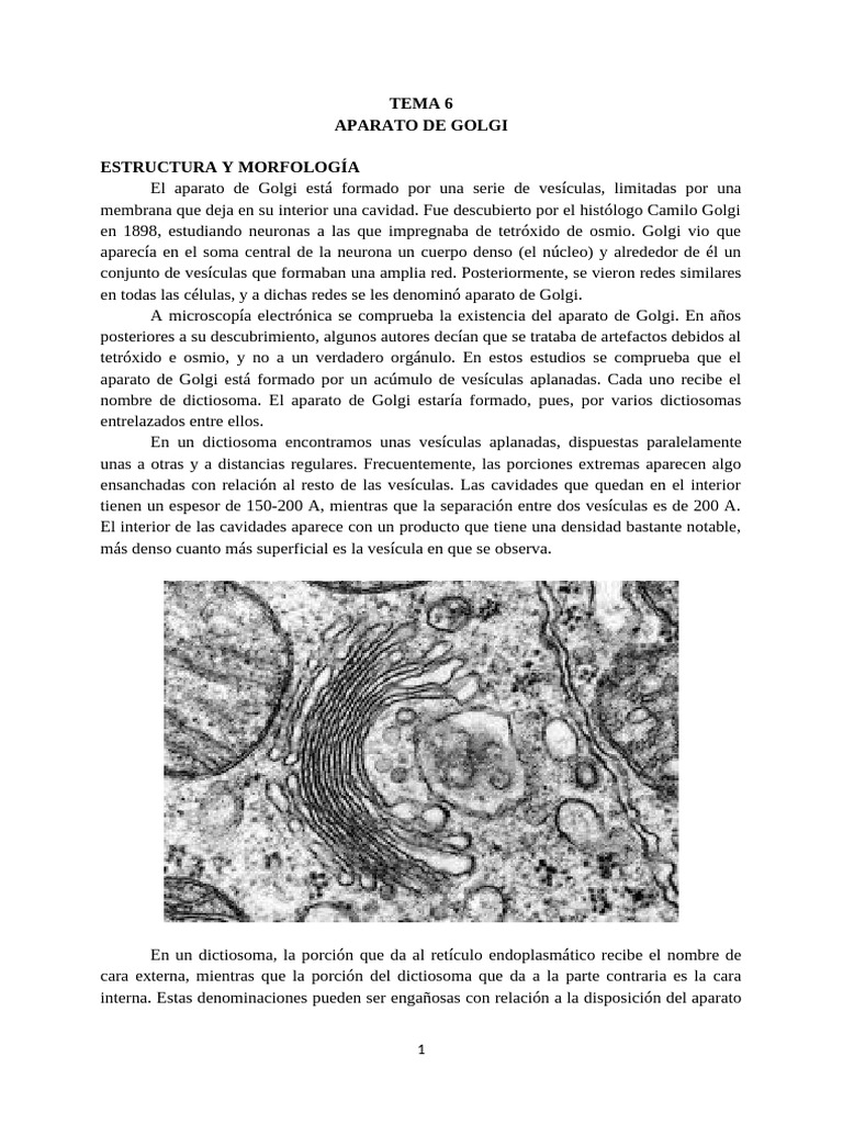 Tema 6. Aparato de Golgi | PDF | Retículo endoplásmico | Citoplasma