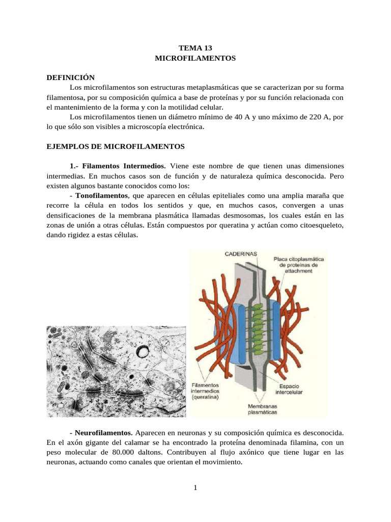 Microfilamentos: Estructura y Funciones | PDF | Músculo | Actina
