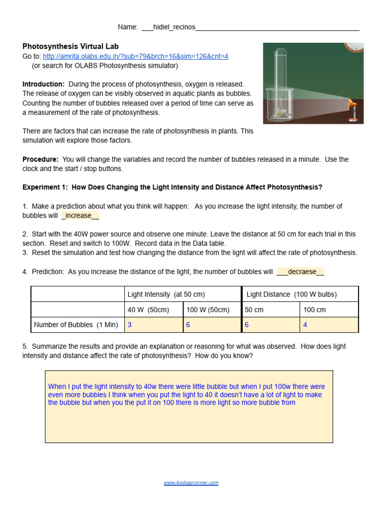 Photosynthesis Lab: Light Effects | PDF | Photosynthesis | Experiment