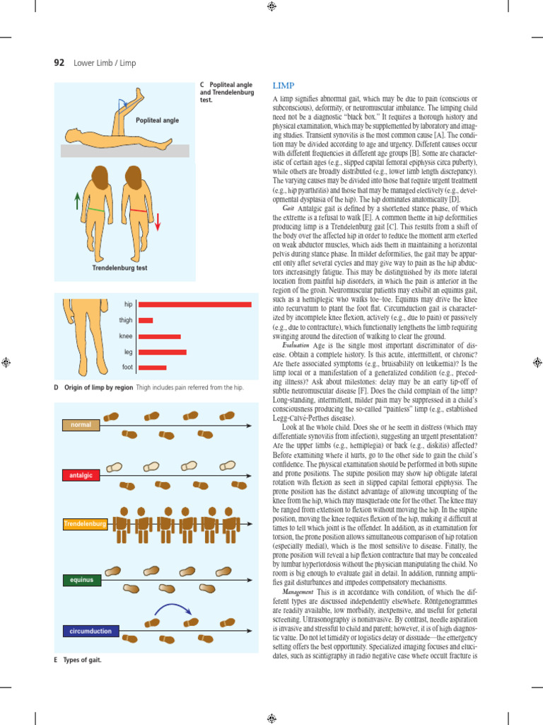 05 LOWER LIMB-2 | PDF | Hip | Anatomical Terms Of Motion