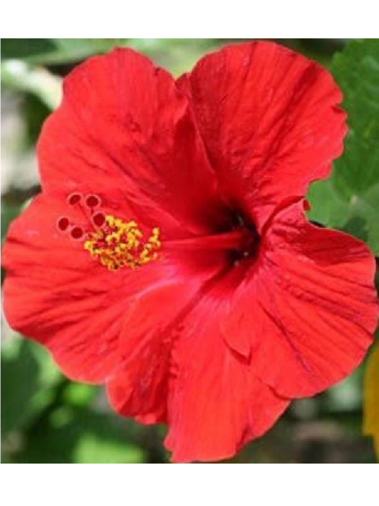 Demo Epp Print | PDF