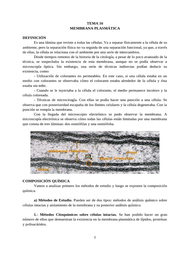 Composición y Estructura de la Membrana Plasmática | PDF | Membrana ...