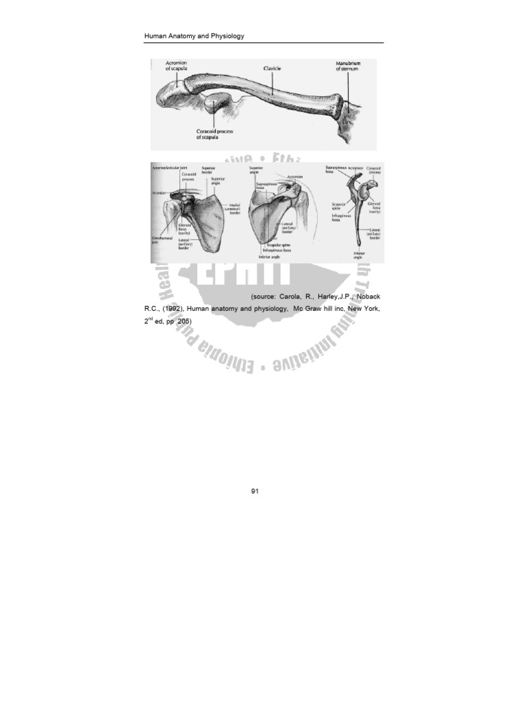 LN Human Anat Final-101 | PDF