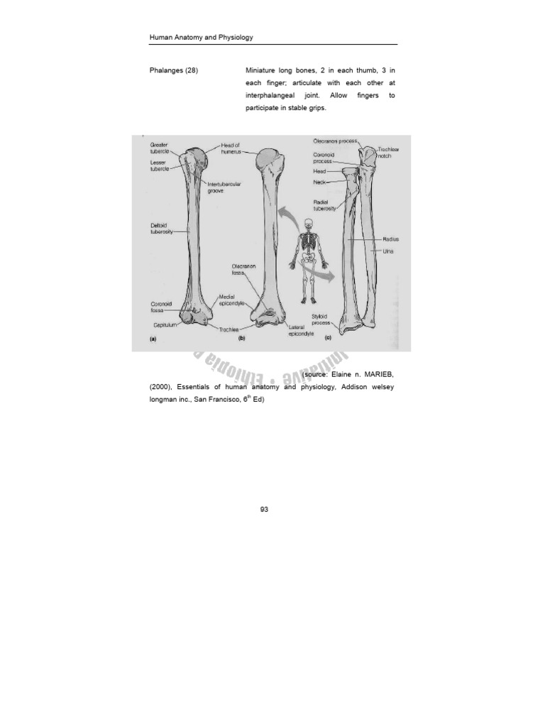 LN Human Anat Final-103 | PDF