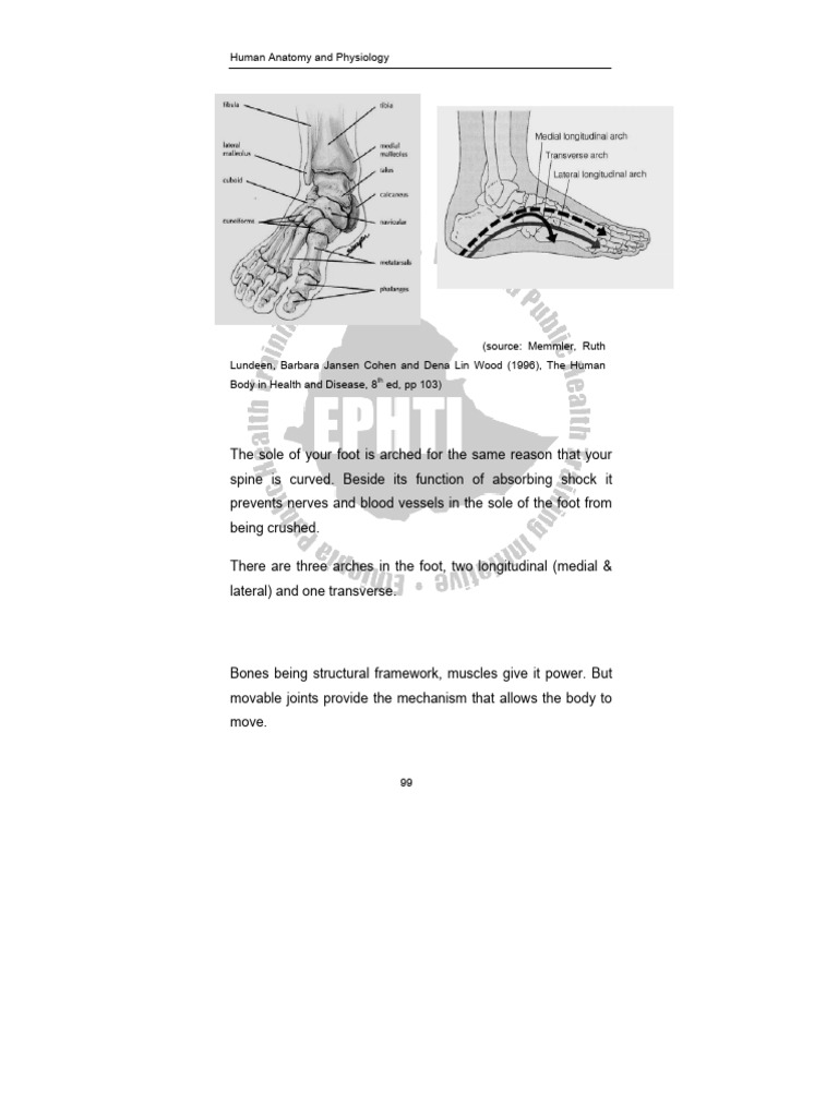 LN Human Anat Final-109 | PDF