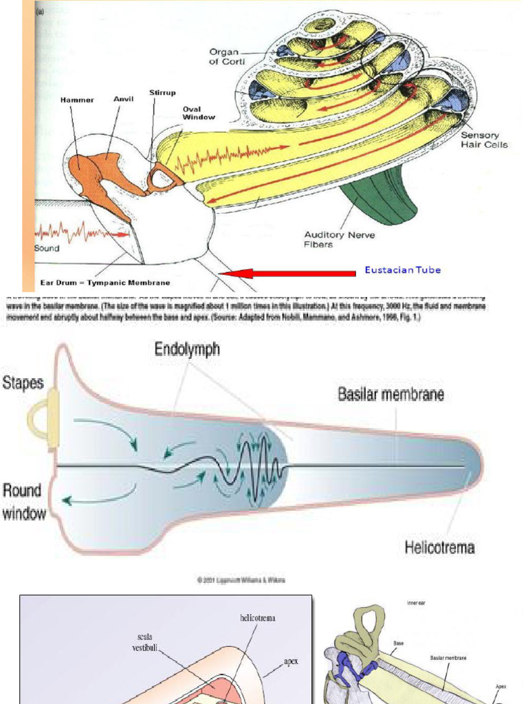 1.3 Işitme A Atomi Ve Fiz. 14. 2. 2019 | PDF