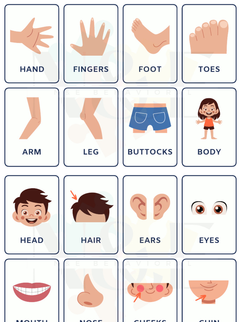 Body Parts FlashCards | PDF