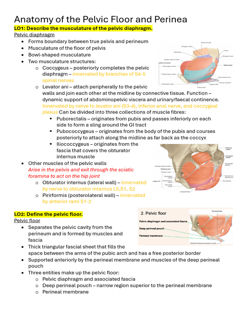 Anatomy of The Pelvic Floor and Perinea | PDF | Pelvis | Human Anatomy