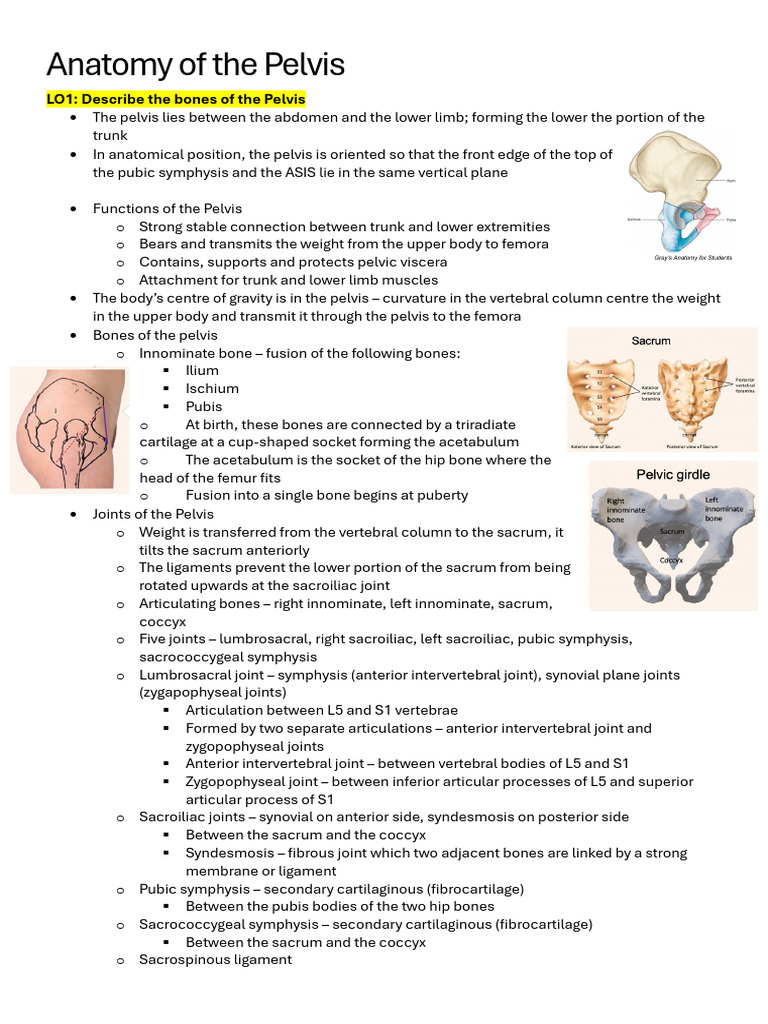 Anatomy of the Pelvis | PDF | Pelvis | Vertebra
