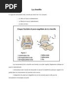 Radioanatomie Cheville-Pied | PDF | Pied | Système squelettique