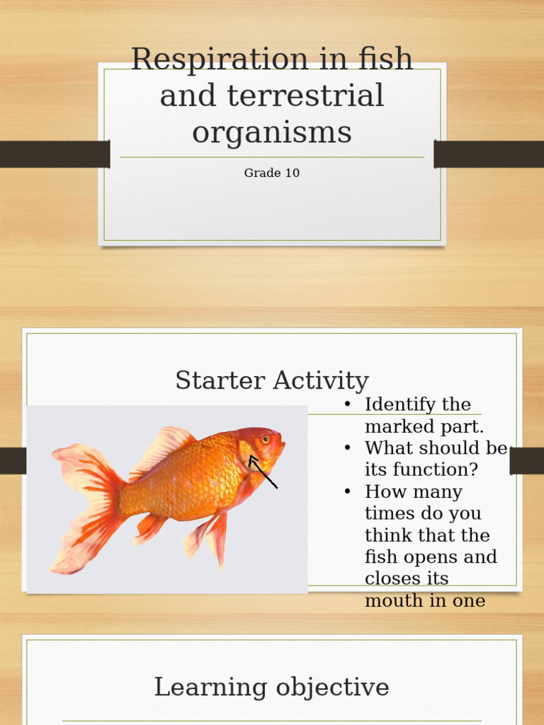 Respiration in Fish and Terrestrial Organisms | PDF | Respiratory ...