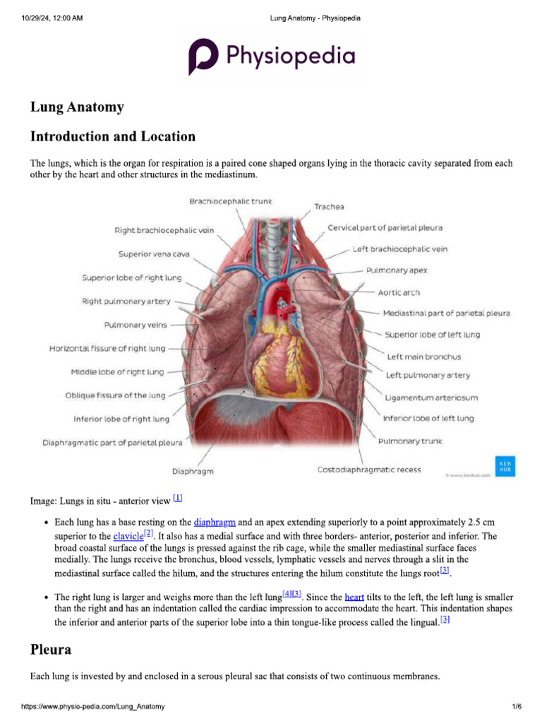 Lungs Anatomy Explination | PDF