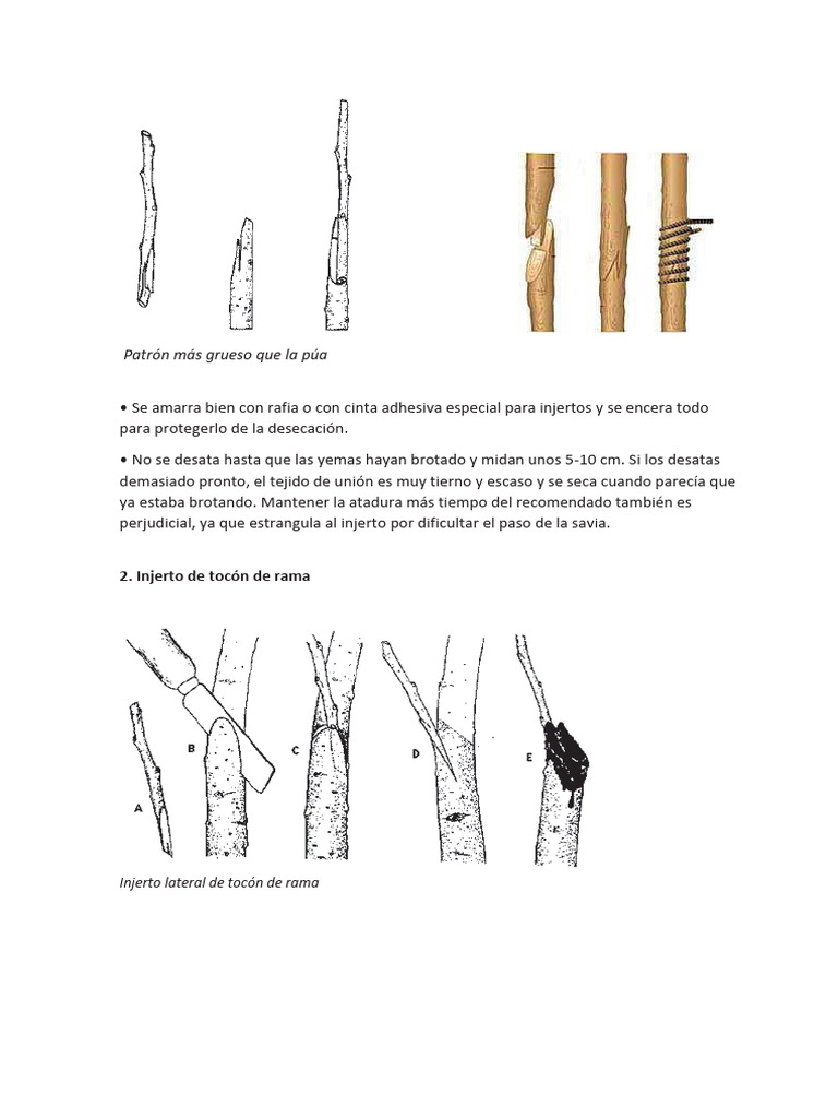 INJERTO-EN-PLANTAS-FRUTALES-Y-ORNAMENTALES_14 | PDF