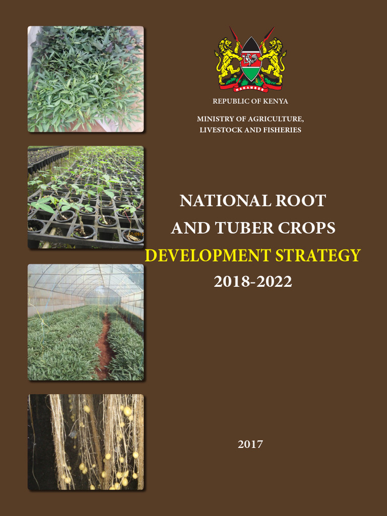 Roots and Tuber Crops Strategy | PDF | Potato | Sweet Potato