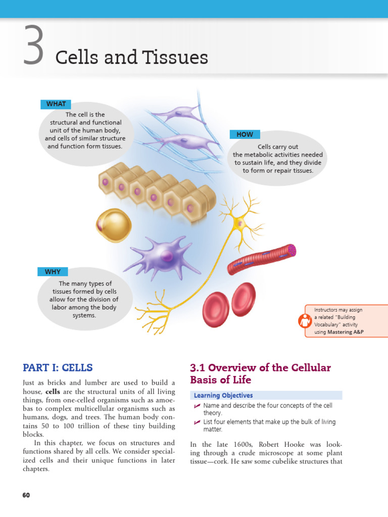 Ch.3-Essentials of Human Anatomy & Physiology, 13e - Extract | PDF ...