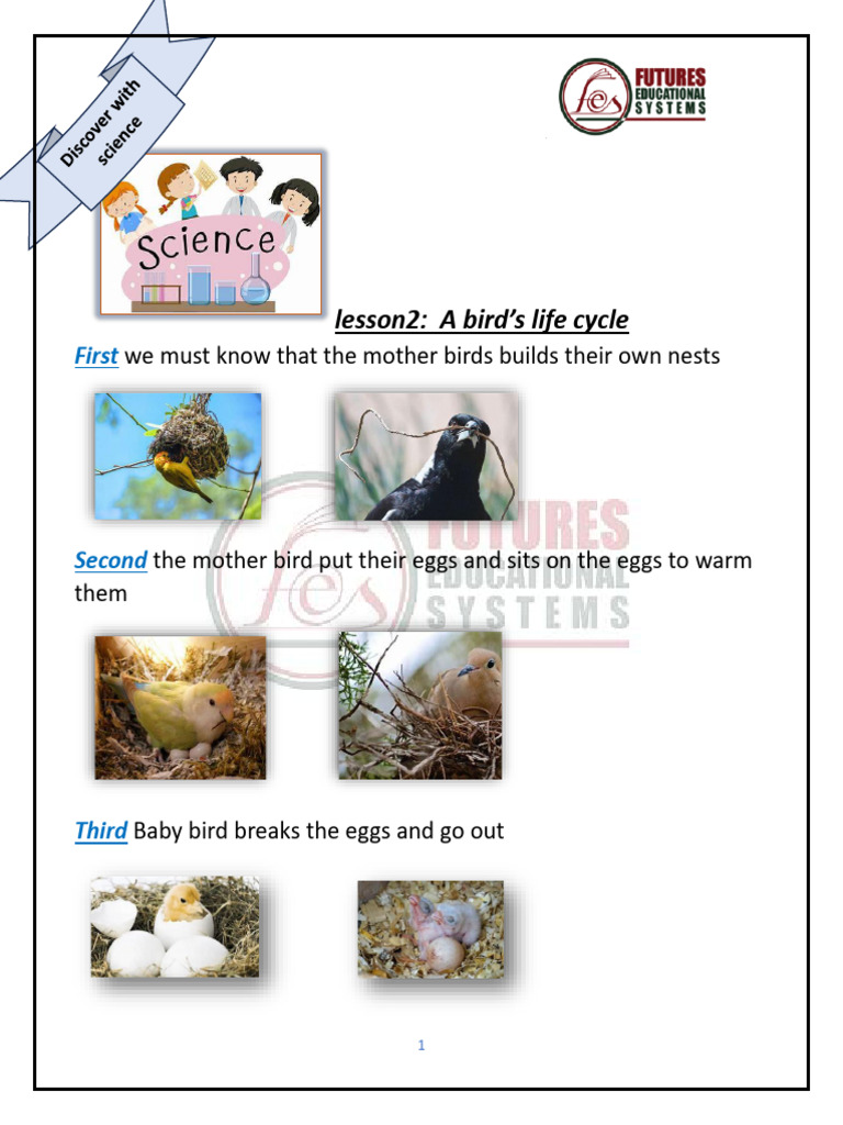 Lesson 2 The Bird Life Cycle | PDF