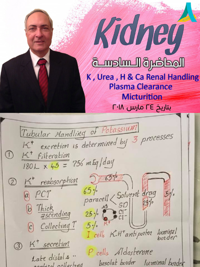 Kidney (6) - DR - Nagi Diagrams 2018 | PDF