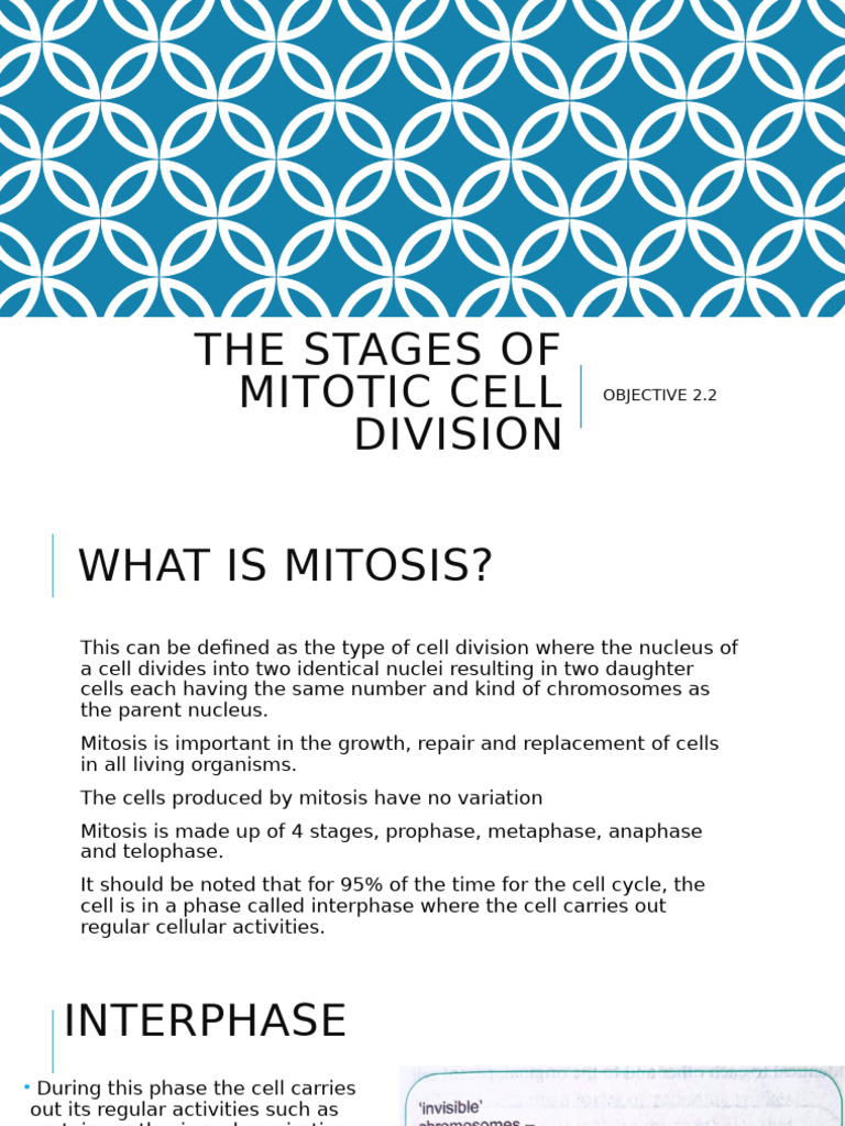 Stages of Mitosis Explained | PDF | Mitosis | Biochemistry