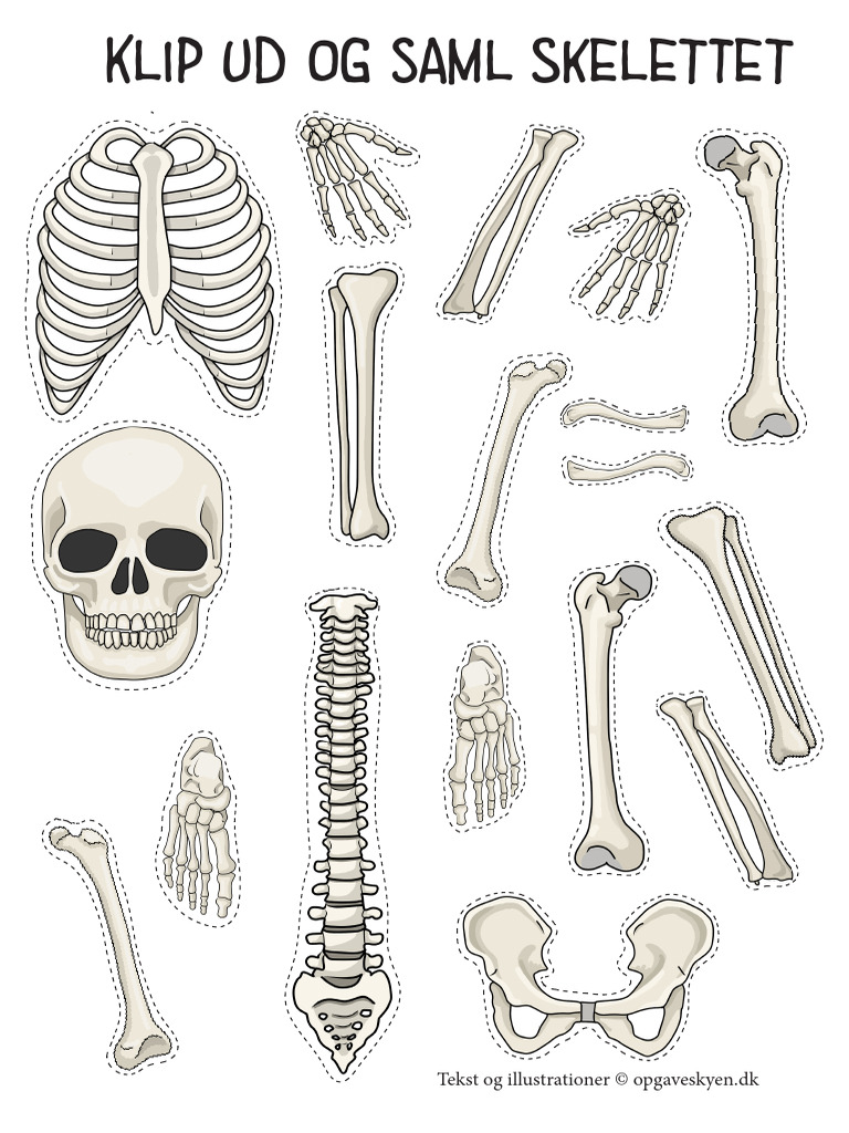 Klip Og Saml Skelet | PDF