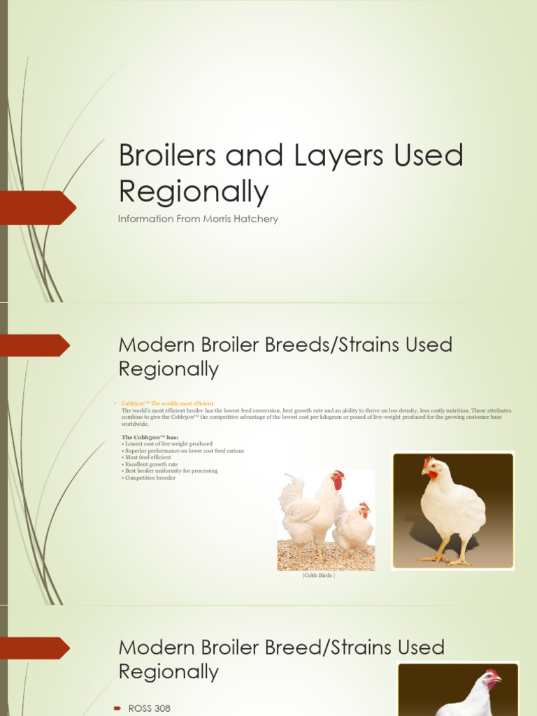 Broilers and Layers Used Regionally | PDF | Broiler | Poultry Farming