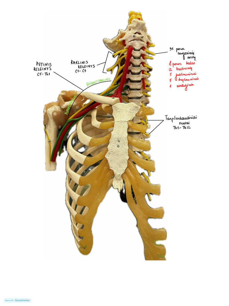 Neurologija 1 | PDF | Soft Tissue | Lower Limb Anatomy