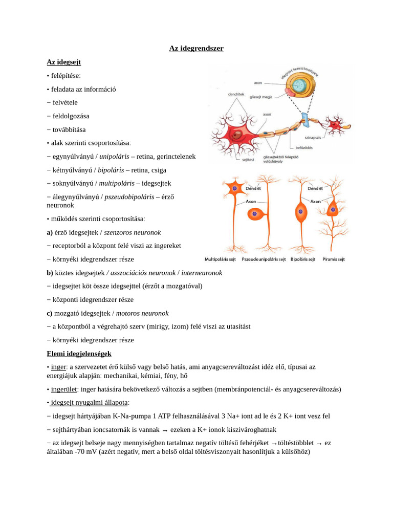 Idegrendszer | PDF