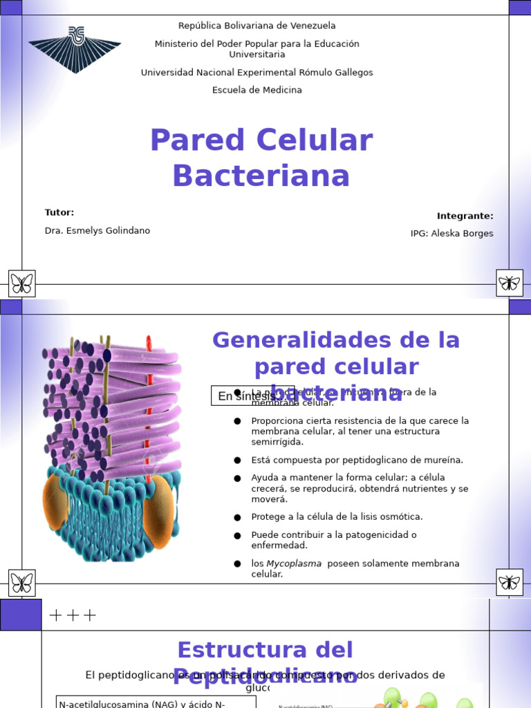 Síntesis de la Pared Bacteriana | PDF | Penicilina | Beta lactamasa