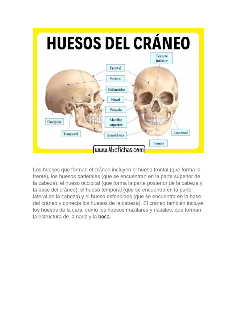 Tipos de Craneo | PDF