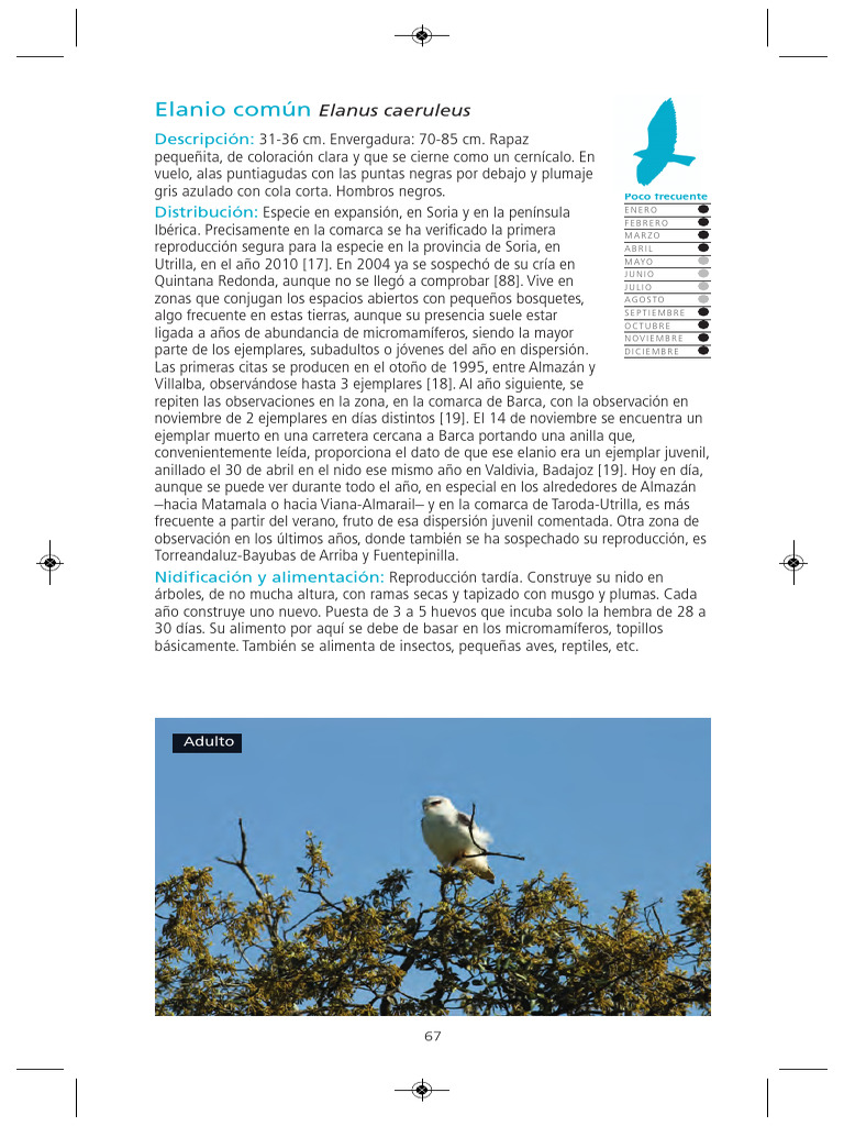Elanio Común - Elanus Caeruleus | PDF | Aves | Aves De Eurasia