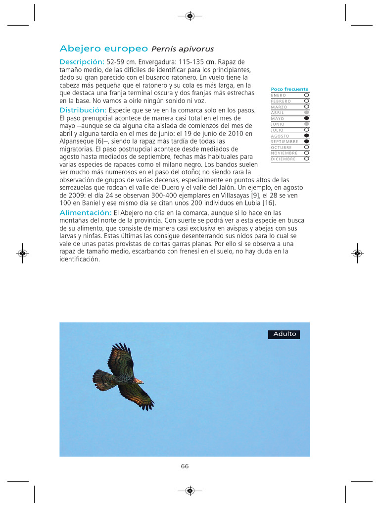 001. Abejero europeo - Pernis apivorus | PDF | Aves de presa | Aves ...