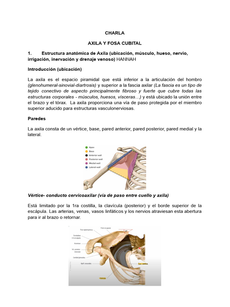 Axila y Fosa Cubital | PDF | Codo | Anatomía humana