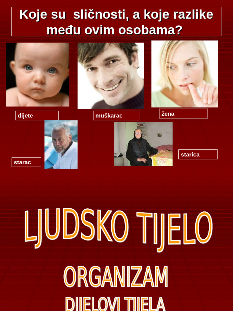 Ljudsko Tijelo 4 R Buba | PDF